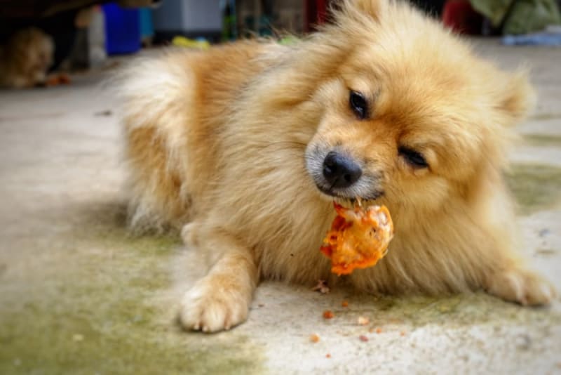 Is Chicken a Good Option for Your Dog's Health and Well-Being?