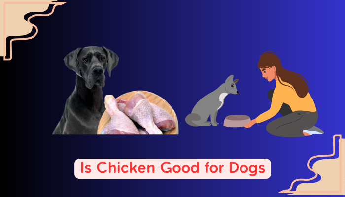 Is Chicken a Good Option for Your Dog's Health and Well-Being?