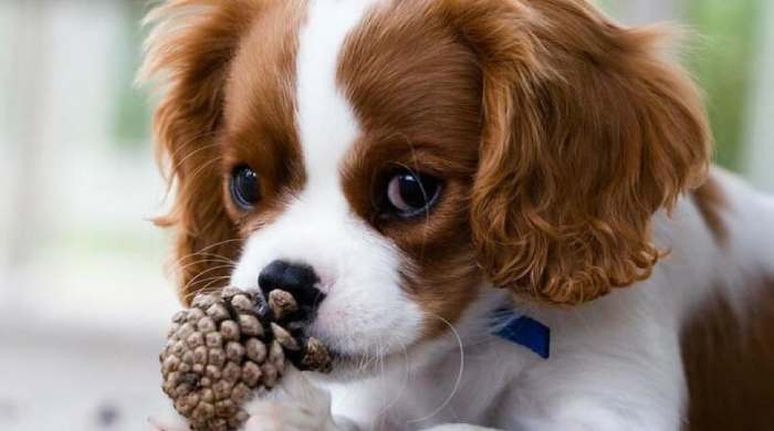Are Pinecones Bad for Dogs? Understanding the Risks and Safety