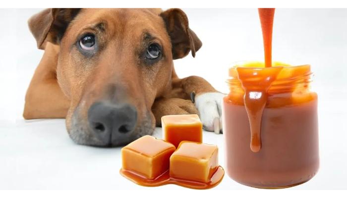 Is Caramel Safe for Dogs- Sweet Insights for Canine Treats