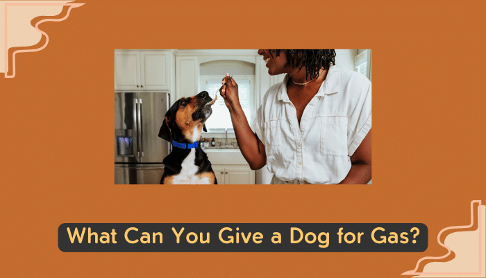 What Can You Give a Dog for Gas- Remedies & Safe Solutions