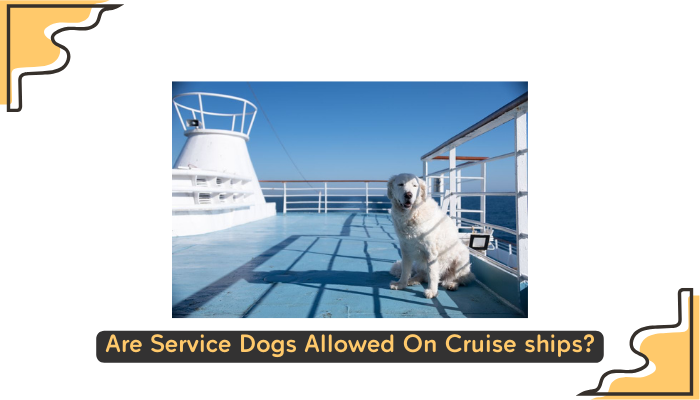 Are Service Dogs Allowed On Cruise Ships?