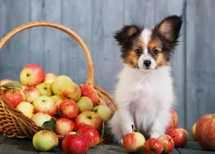 Can Dogs Safely Eat Apples? Benefits, Risks, and Precautions