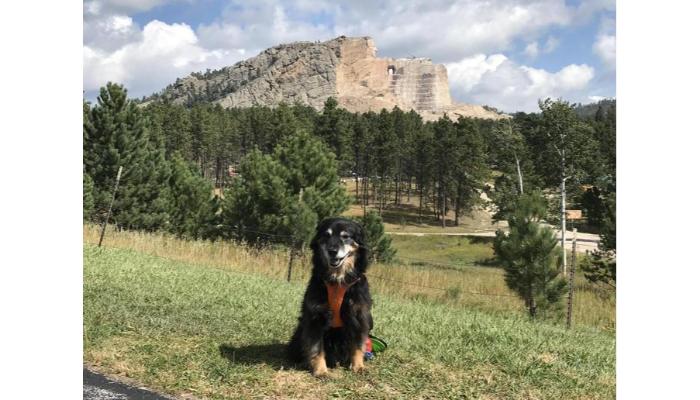 Are Dogs Allowed At Mount Rushmore?