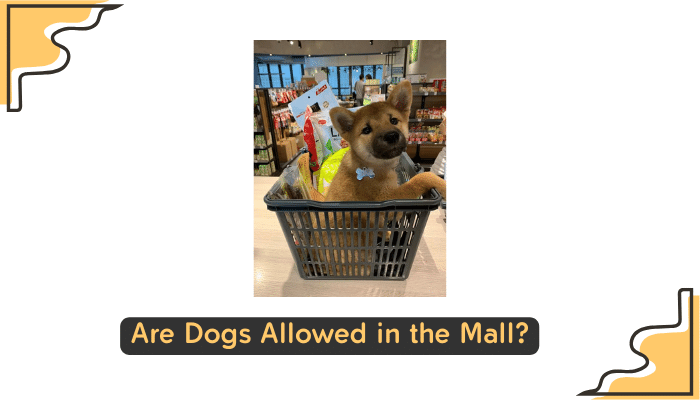 Are Dogs Allowed in the Mall?