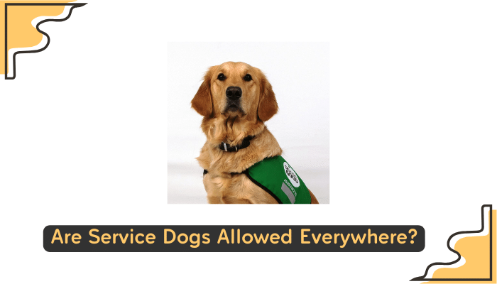Are Service Dogs Allowed Everywhere?